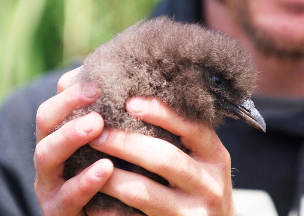Nathan Lynch & Oikonos receive $200k Wildlife Conservation Society ...